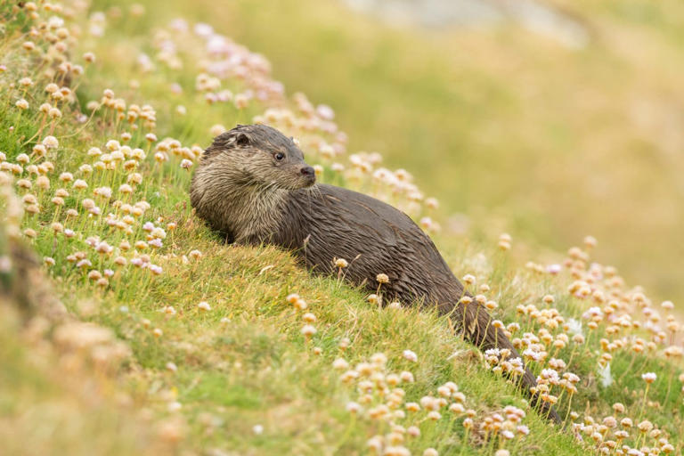 The last wild Japanese otter was photographed in 1979. Then it was gone.