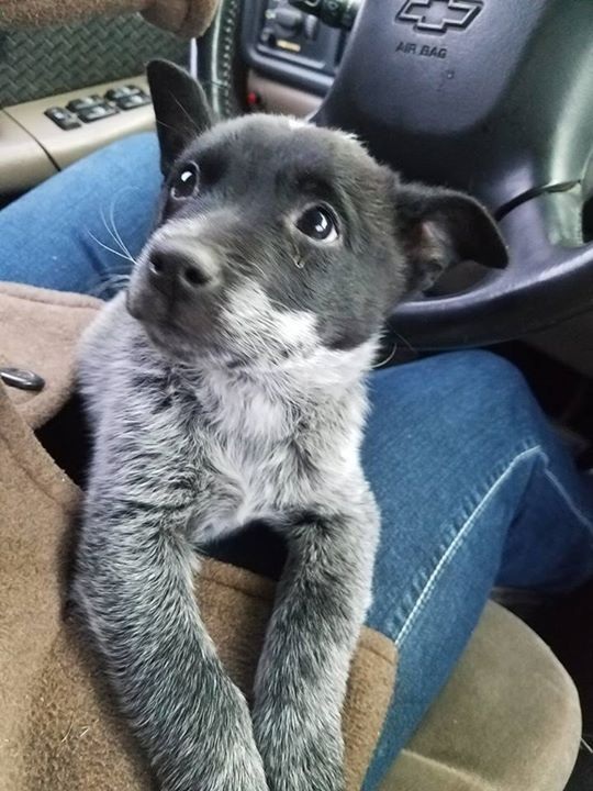 L’uomo trova un cucciolo tremante sul bordo della strada e lo porta con ...