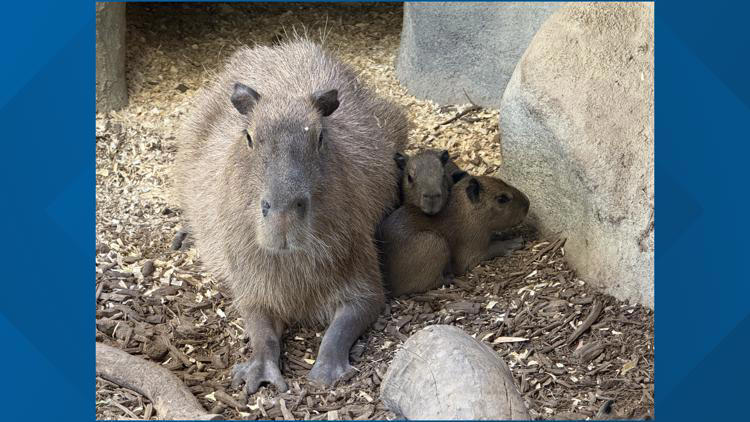 Central Texas zoo invites public to name 2 baby capybaras