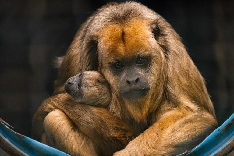 Buffalo Zoo welcomes new baby howler monkey