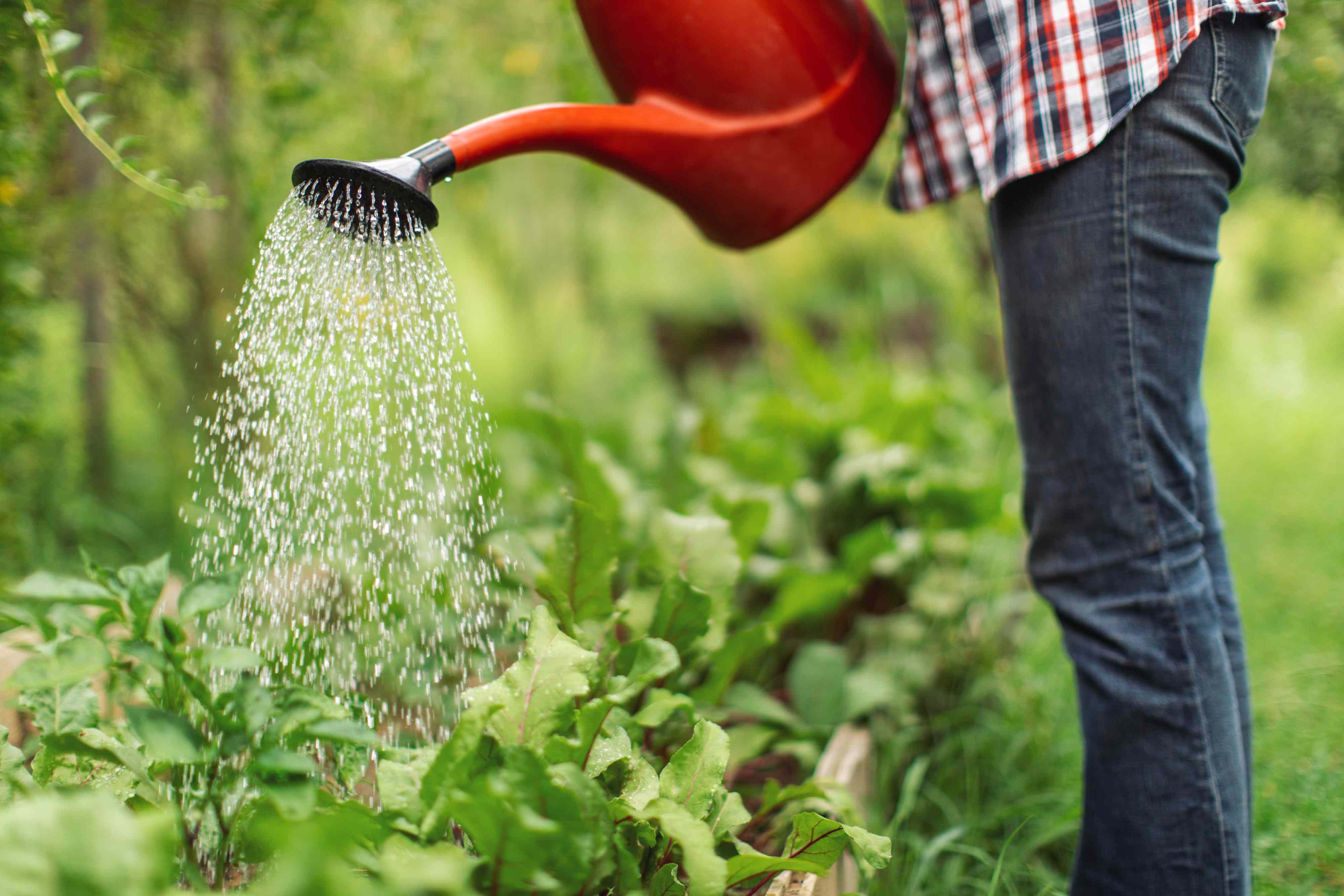 How often to water your vegetable garden so it thrives all summer
