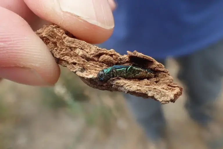The invasive insect threatening ash trees across the Midwest – and how ...