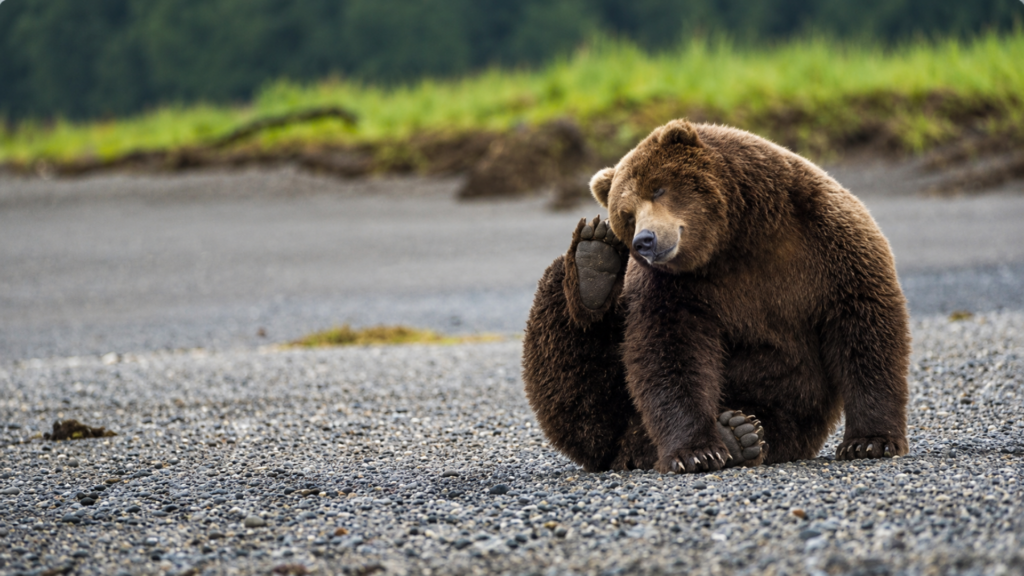Alaska cleared to resume helicopter bear culling ahead of caribou ...