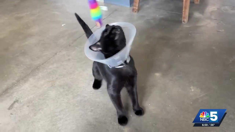 Pet connection: This cat is a playful companion looking for a new home