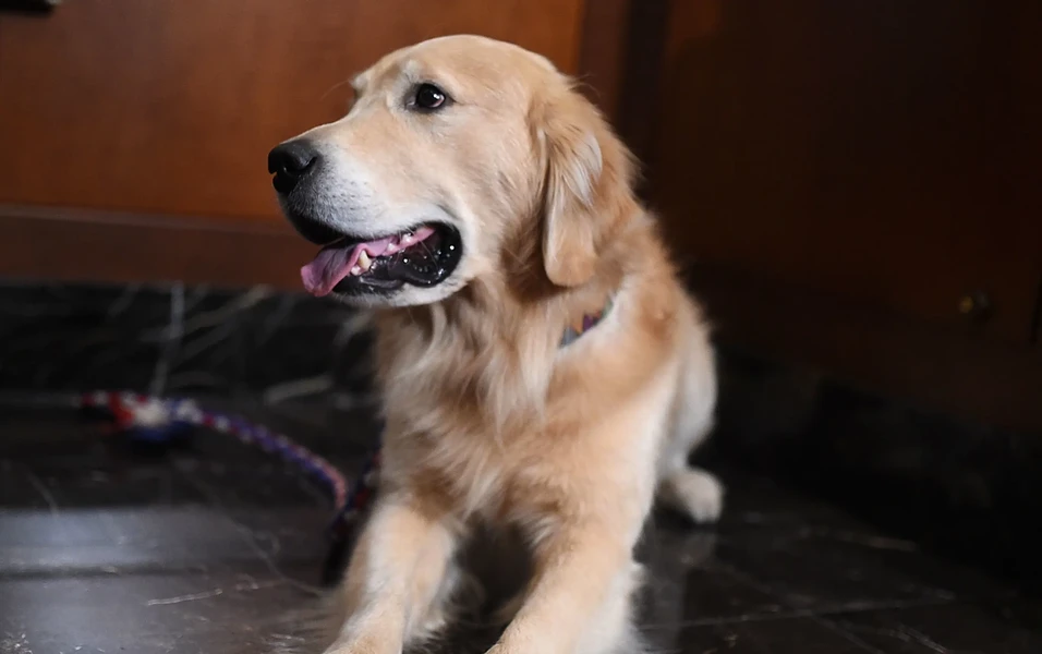 Golden retriever Pacha delights internet with indoor treat hiding