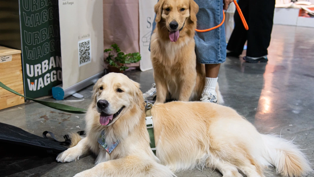 Golden retriever Pacha delights internet with indoor treat hiding
