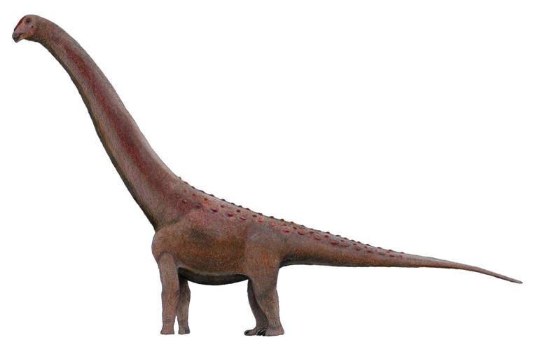 What was the biggest dinosaur? Fragmentary fossils make it hard to tell