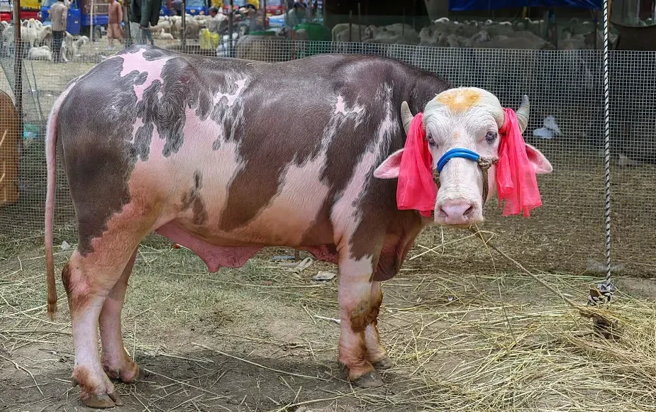 Muslim groups intensify push to declare cow national animal