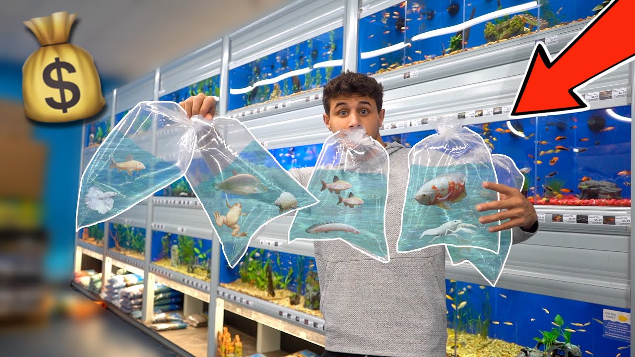 I bought every albino fish in the pet store!