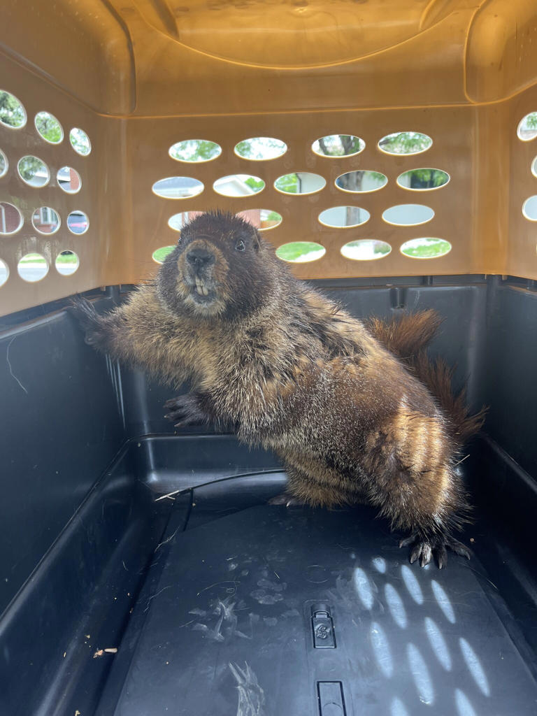 ‘Friendly’ marmot hitches ride in truck’s frame to Broomfield
