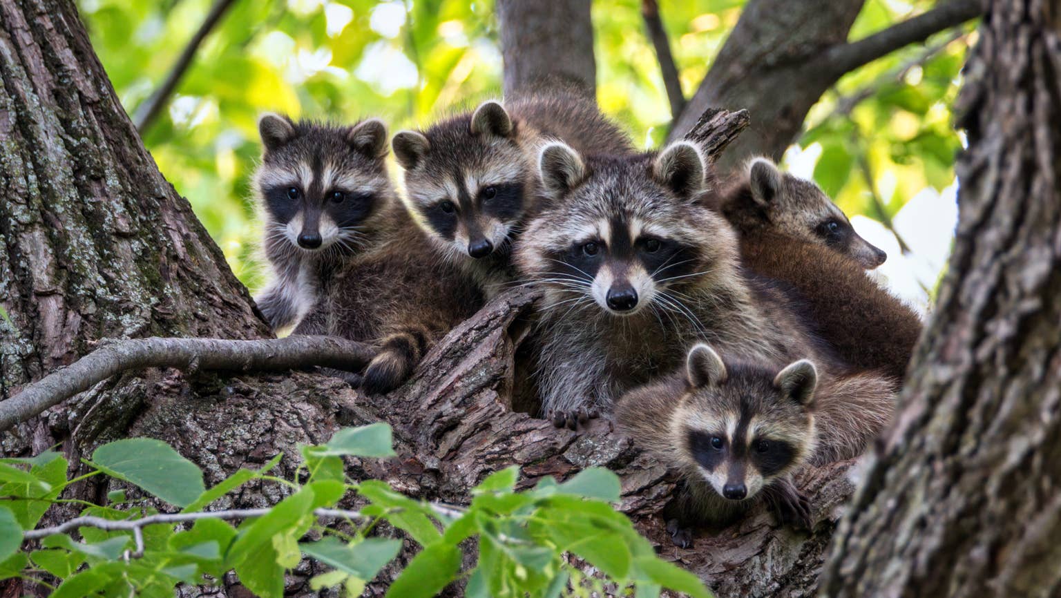 Watch this adorable raccoon family enjoy their tree home in Central Park