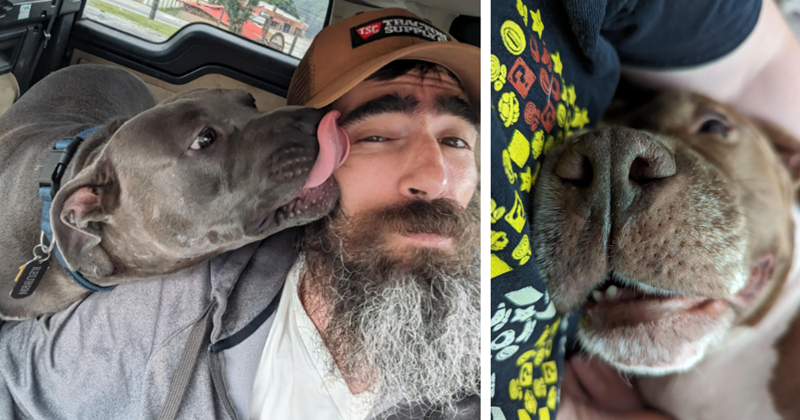 22 cute cuddling pit bull pics proving their bark is worse than their bite