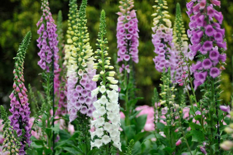 Plants 'spy' on neighbours by sniffing them out in bid to grow bigger ...