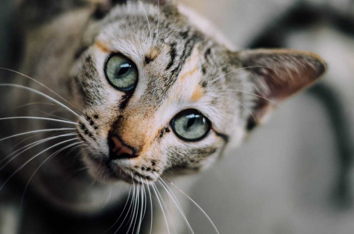 When your cat stares at the wall, here’s what’s actually going on