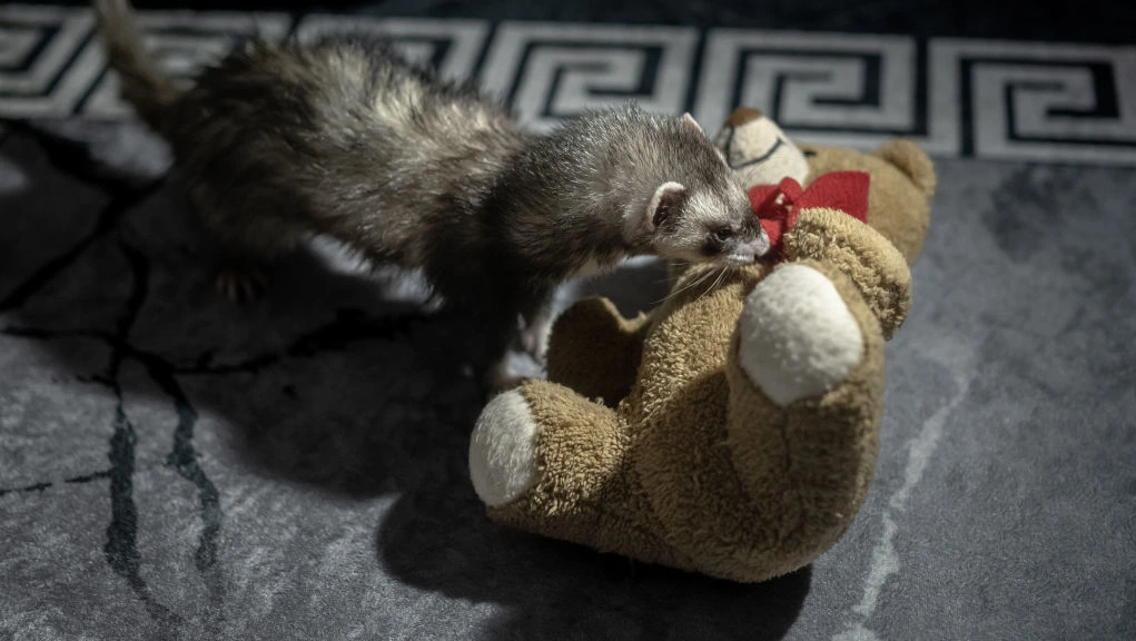 Making life magical for your ferret