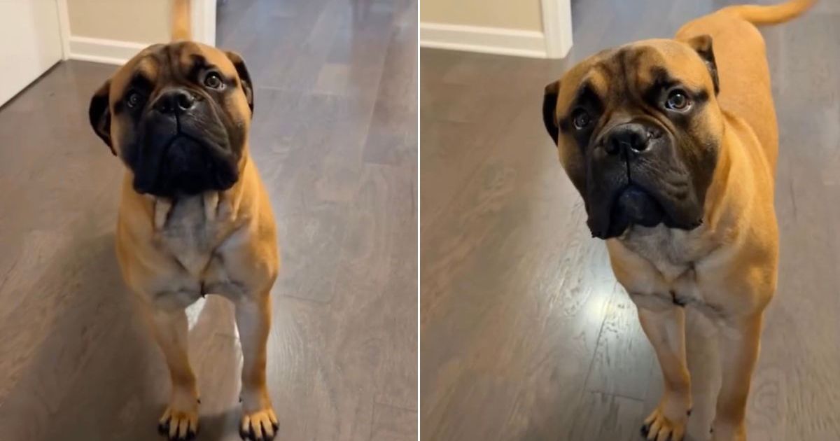 Dog Realizes It's Walk Time & Can't Hide Happiness Anymore