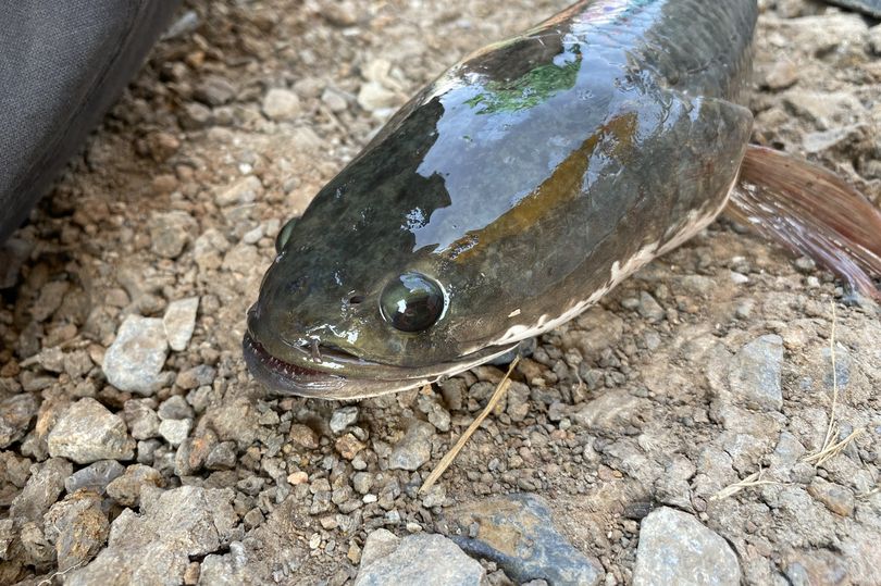 Invasive fish that can 'walk across the road' found in New York lake