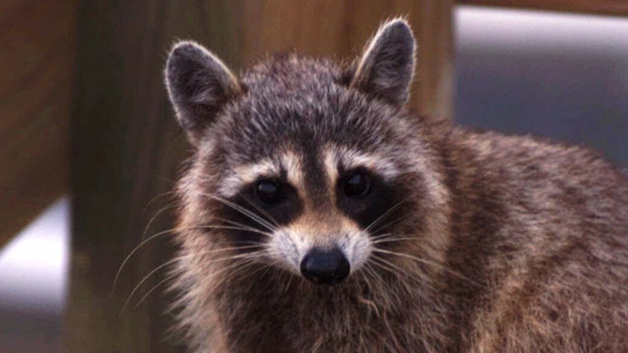 Raccoon tested positive for rabies in Chapel Hill, NC officials say