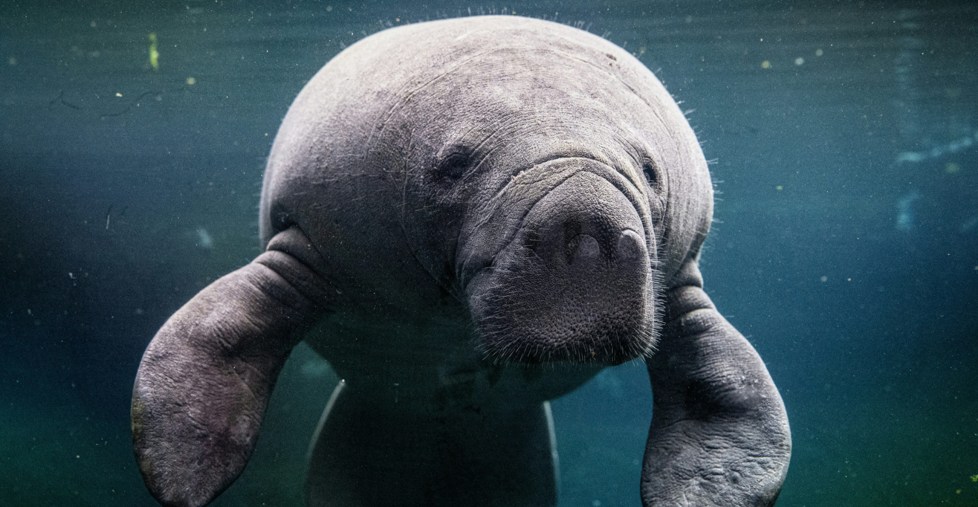 The real animals behind mythical creatures