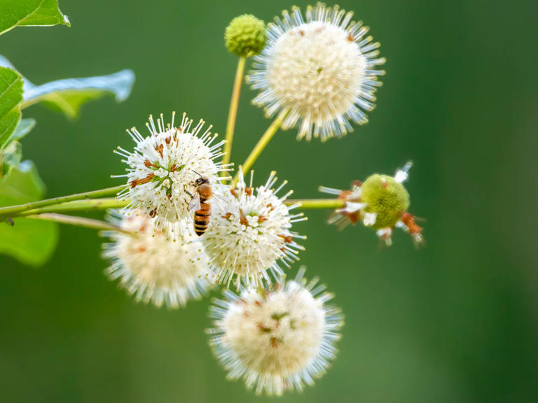 This fast-growing native shrub is a pollinator magnet—with the cutest name