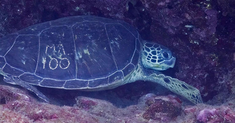 Hawaiians thought these sea turtles had graffiti on their backs. It led ...