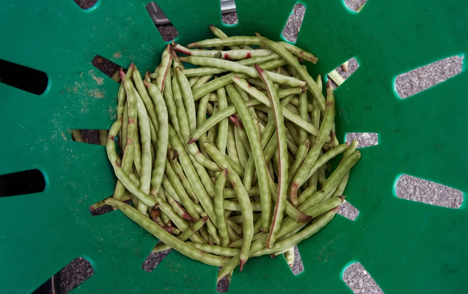 Southern green beans bring focus to village cooking