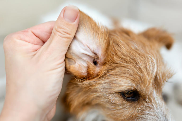 Así es como se deben limpiar las orejas de su perro, según expertos