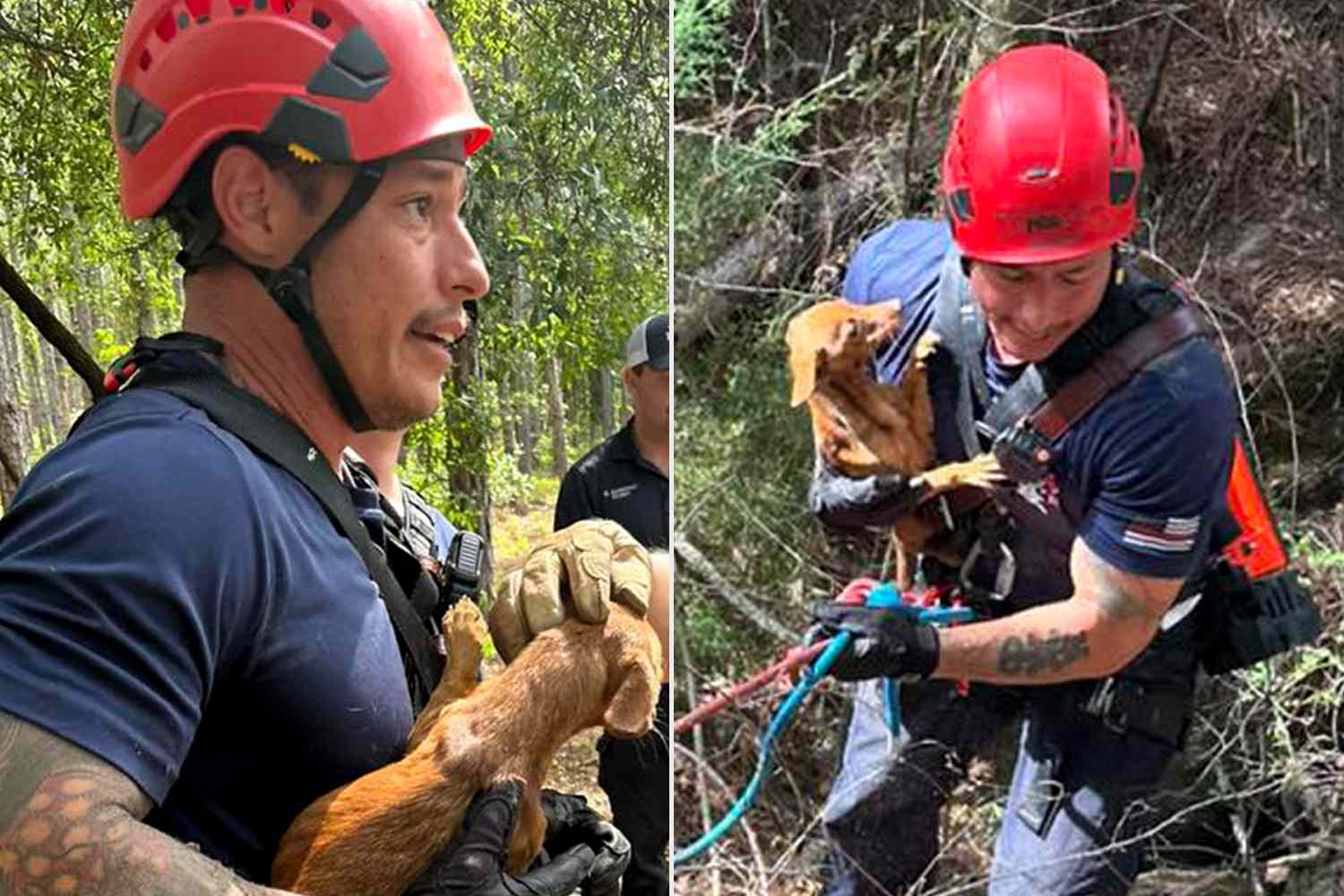 Dog missing for days ends up in 40-foot-deep sinkhole in a Florida forest