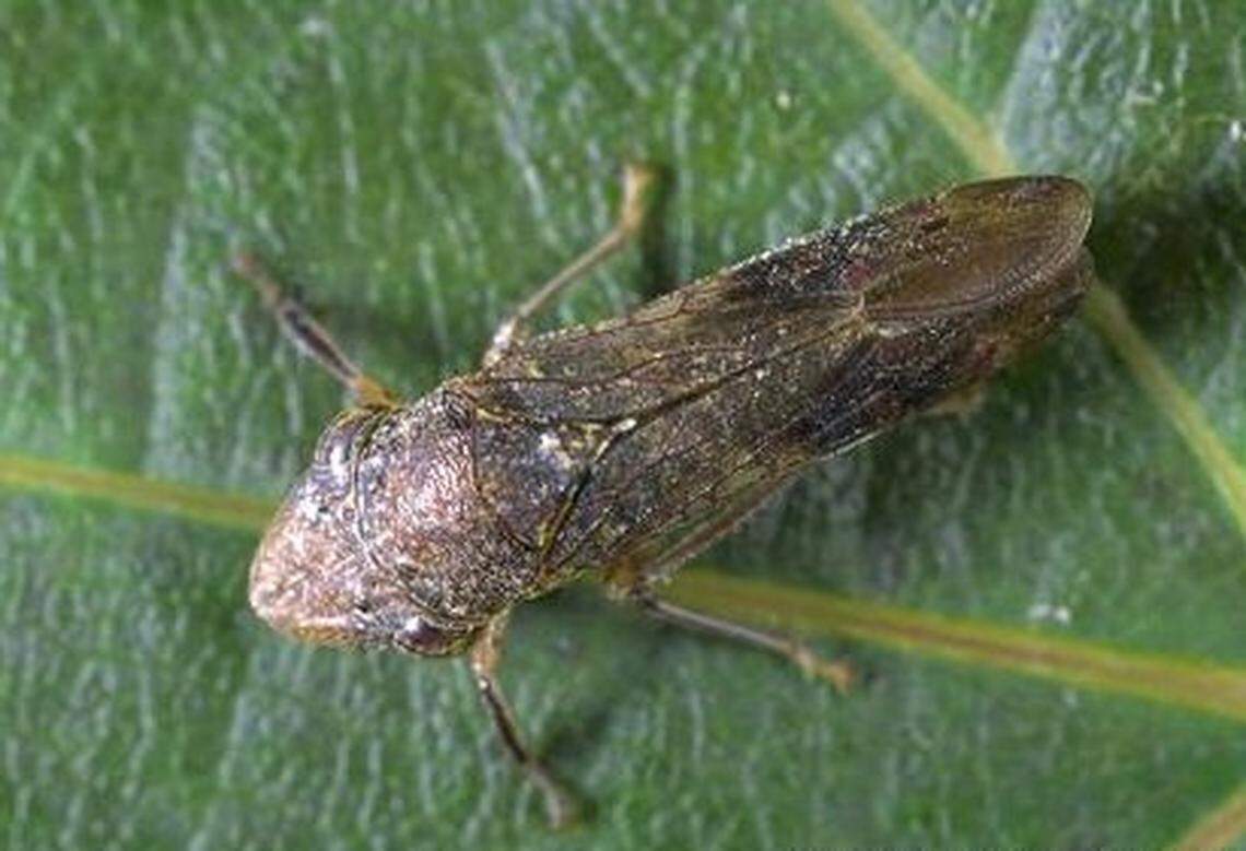 Hunt expands for invasive insects on plants sold across Northern California