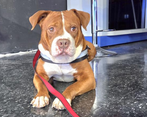 News 13 pet adoption option: Tigger