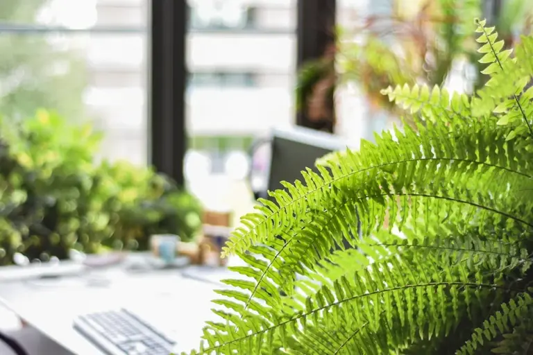 What your go-to fern says about your patience and attention to detail