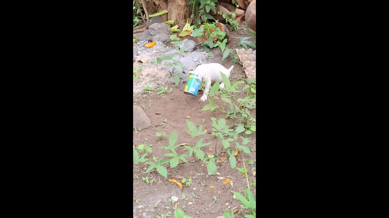 Puppy rescued after head gets stuck in a can