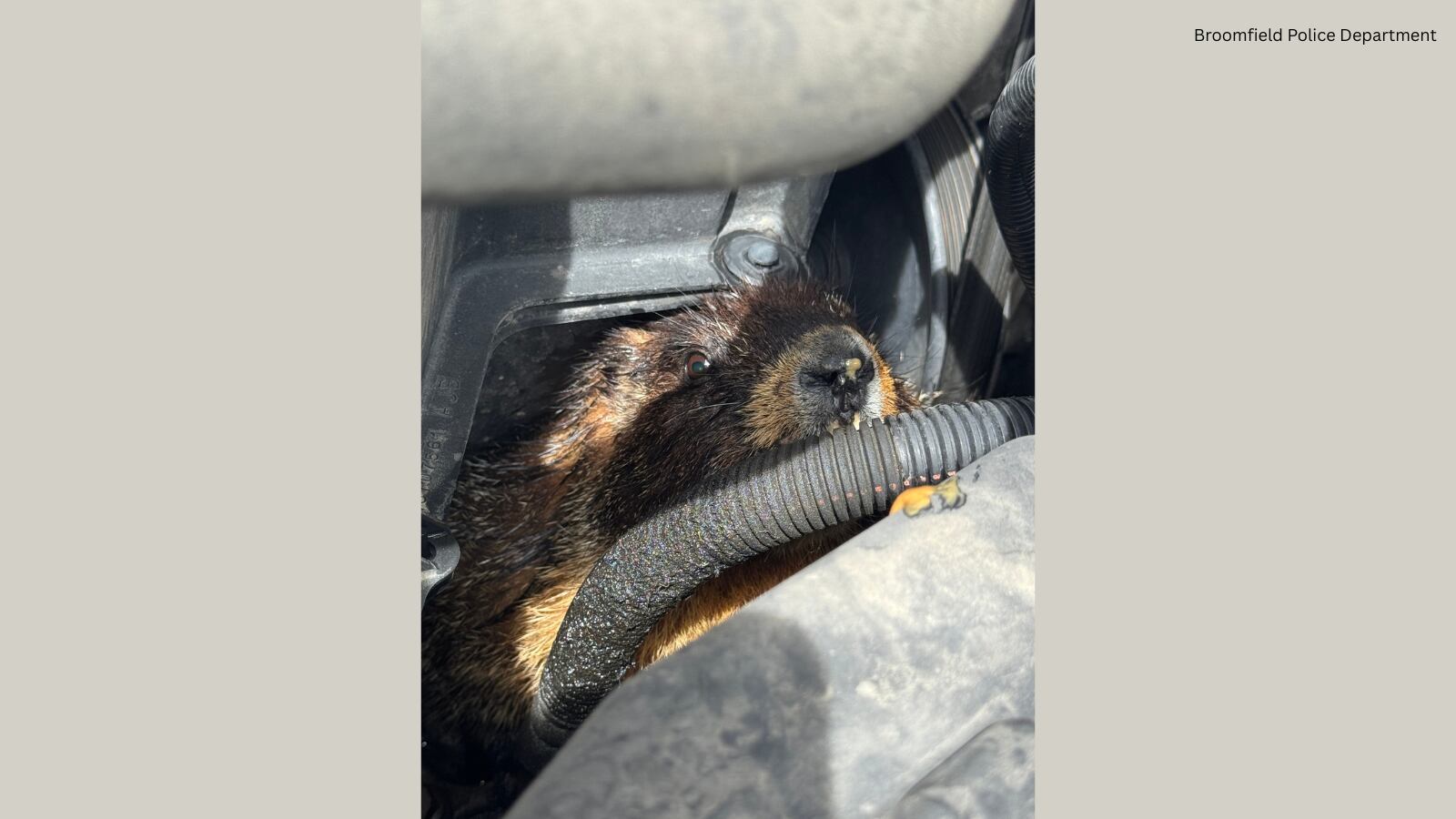 ‘Friendly’ marmot hitches ride in truck’s frame to Broomfield