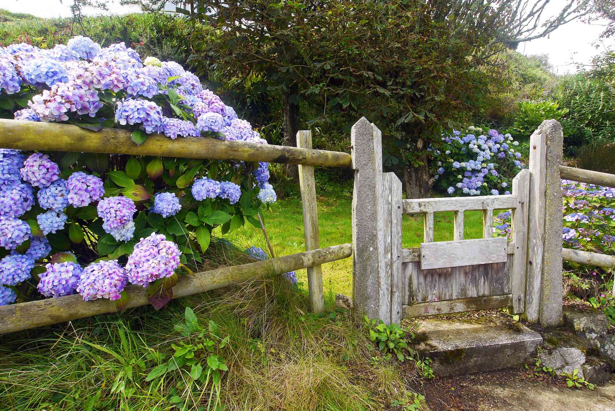 Why your hydrangeas are drooping—and it’s not just the heat