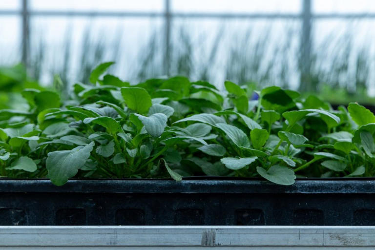 Plants 'spy' on their neighbors by sniffing out growth spurts
