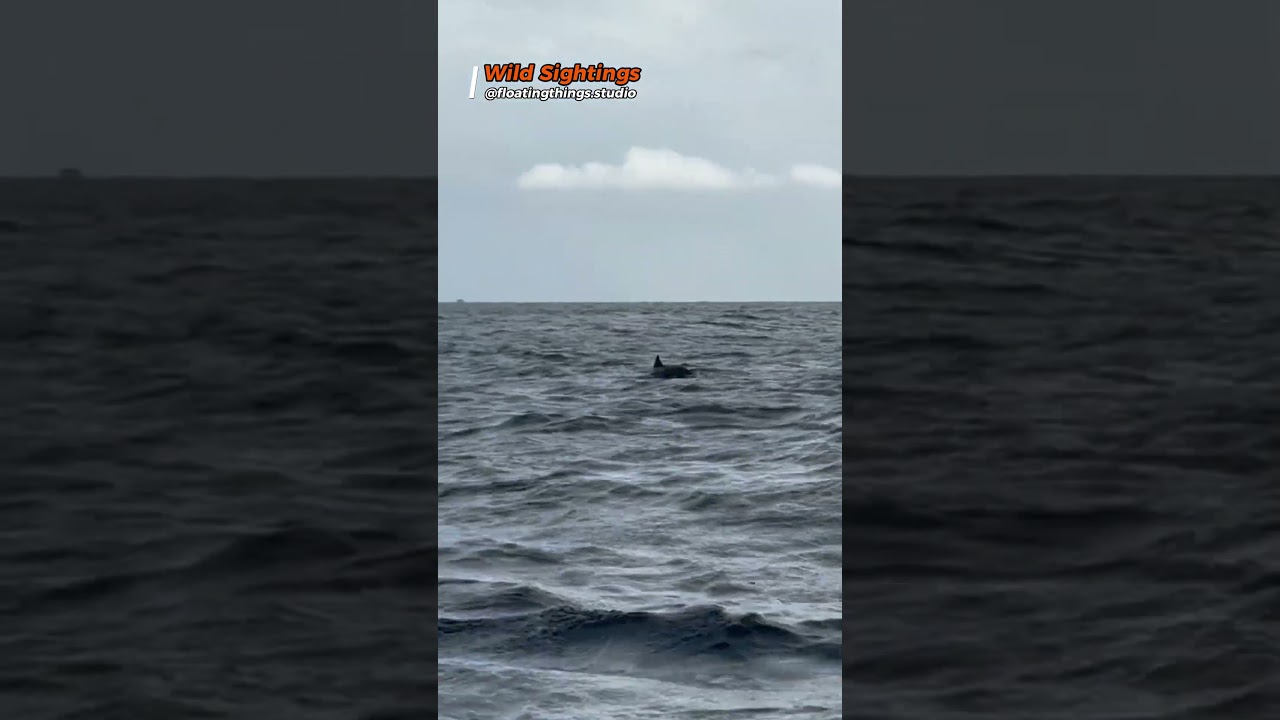 I can't believe this baby dolphin's jump!🐬