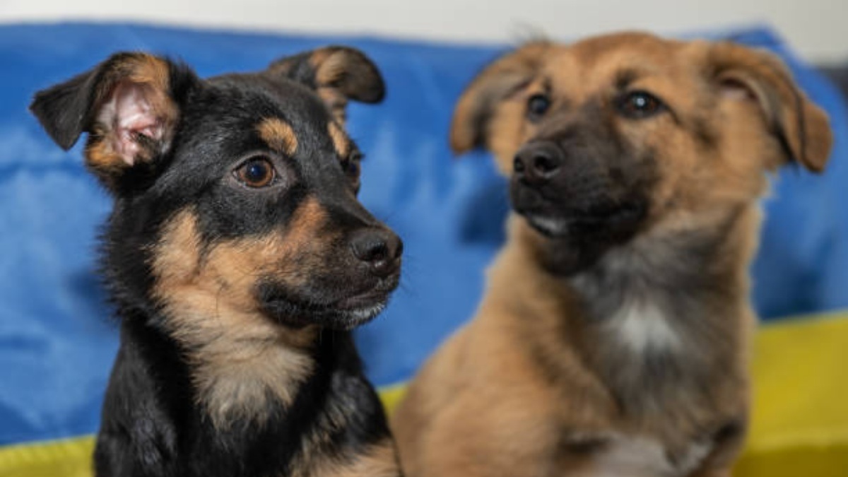 World Mixed Breed Dog Day: The care every mixed breed dog needs to live ...