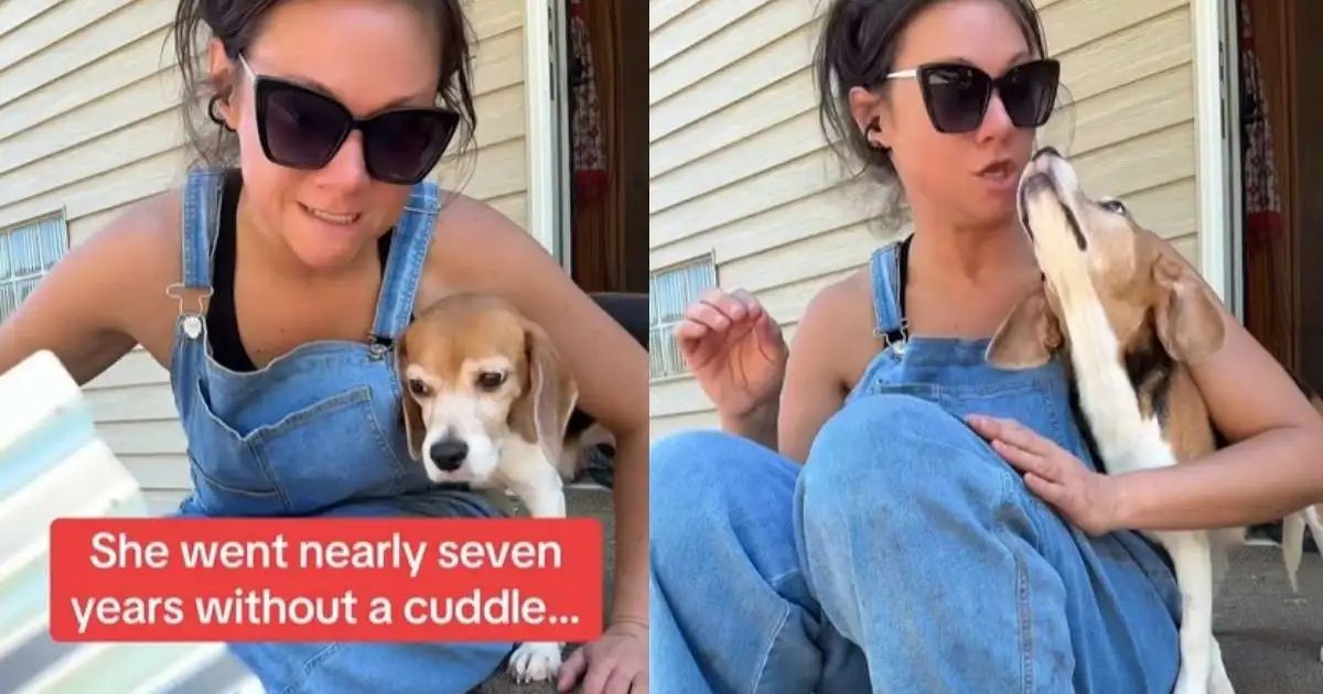 Rescue Dog Went Years Without Cuddles, Now Fully Relaxes & Melts Into ...
