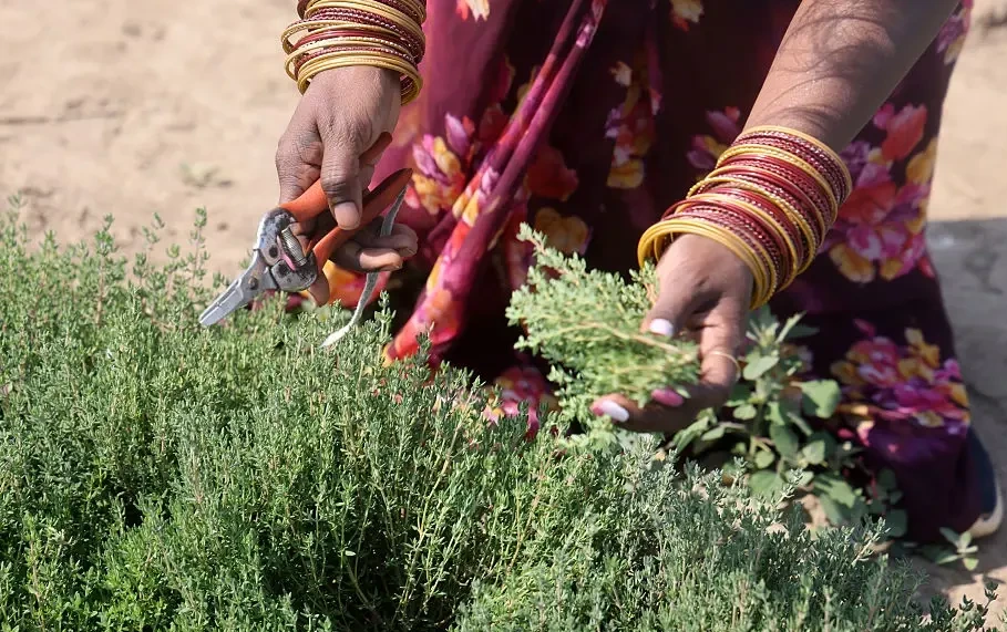 Creeping thyme secrets for a dreamy garden