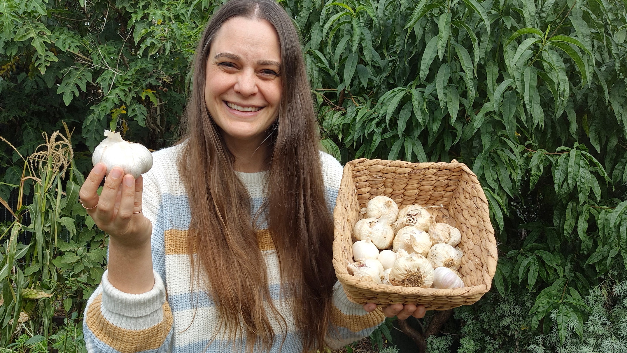 How to grow garlic in a small garden