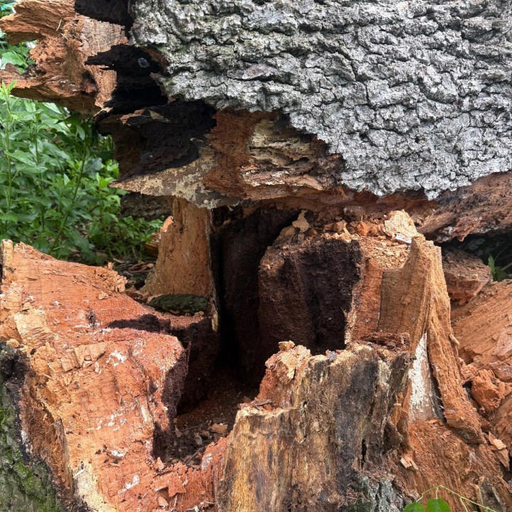 Tree falls through roof of home in Anne Arundel County