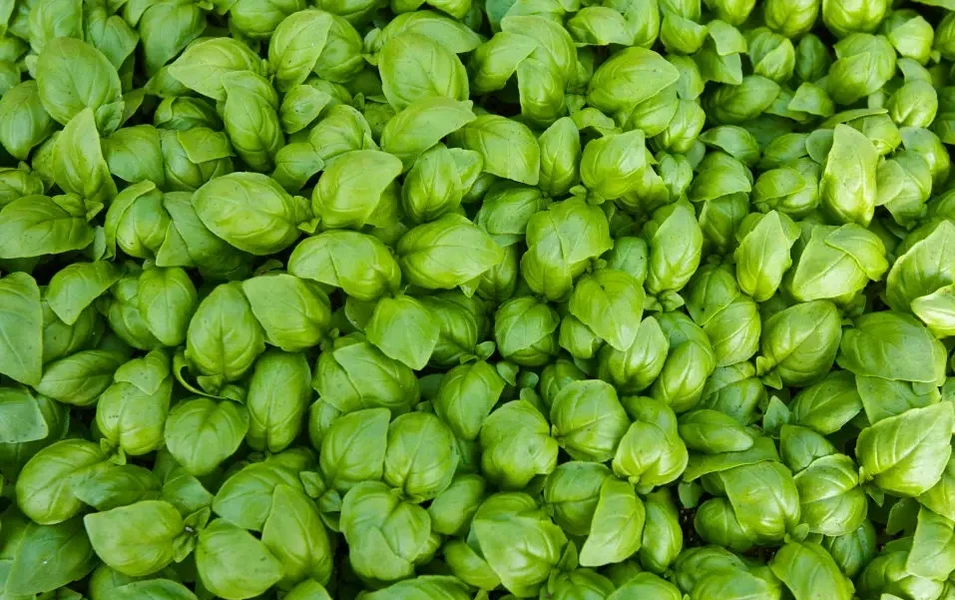 Basil and rosemary growing made simple