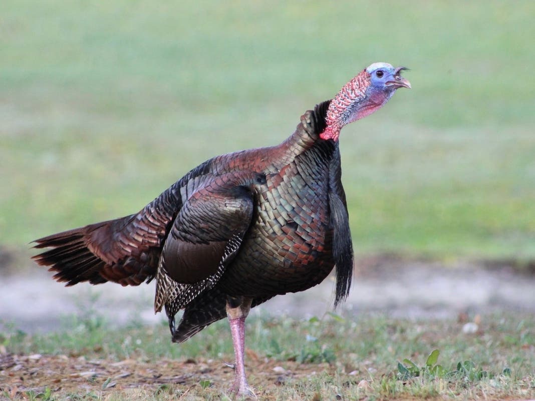 'Aggressive' wild turkeys prompt PSA from Alameda police