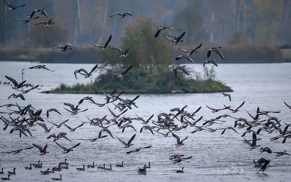 Studies show human presence alters bird movement patterns