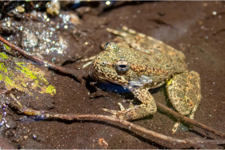Some animals win, some lose when the Potter Valley Project dams come down