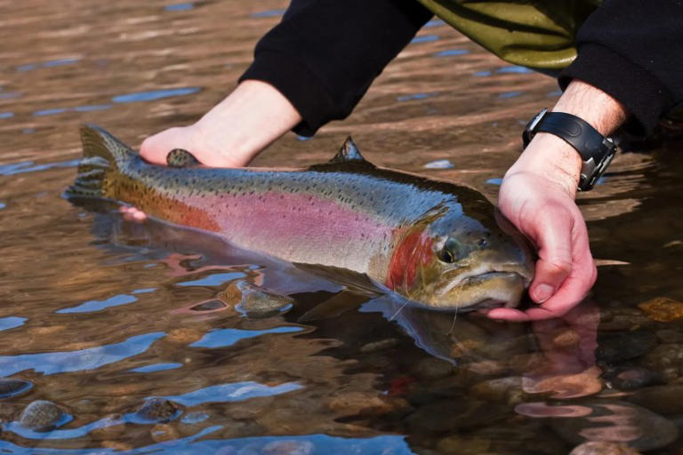 Some animals win, some lose when the Potter Valley Project dams come down