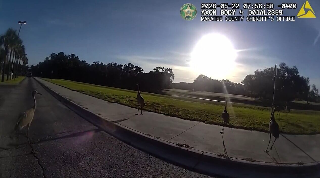 Sandhill cranes get crosswalk escort near Bradenton elementary school