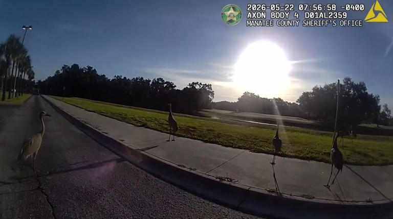 Sandhill cranes get crosswalk escort near Bradenton elementary school