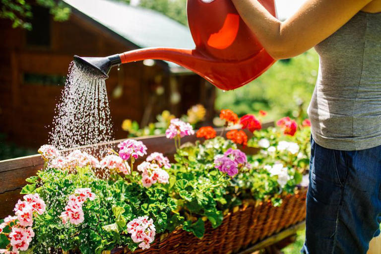 Plants 'spy' on neighbours by sniffing them out in bid to grow bigger ...