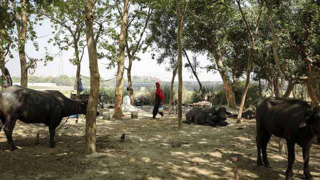 Forgotten by capital-dwellers, Hathi Basti clings to its elephant legacy